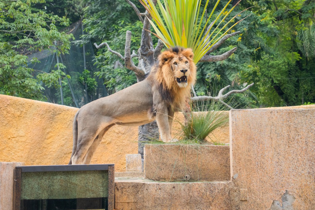 BioParque do Rio é inaugurado e começa a receber público na segunda (22 ...