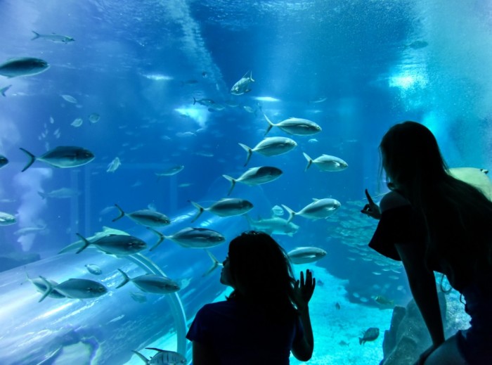 AquaRio concede 40% de desconto para cariocas e fluminenses